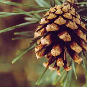 Copacei.ro - Pepiniera Zalău | Pepinieră - Plante de grădină