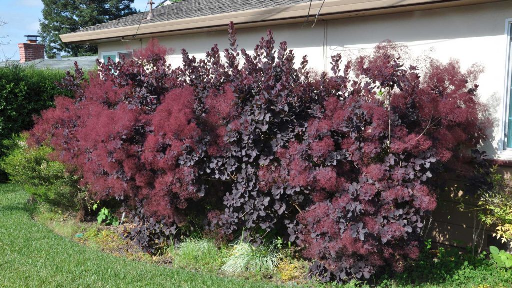 Cotinus Coggygria Royal Purple (Scumpie vișinie) de vânzare | Copacei ...