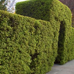 Copacei.ro - Pepiniera Zalău | Pepinieră - Plante de grădină