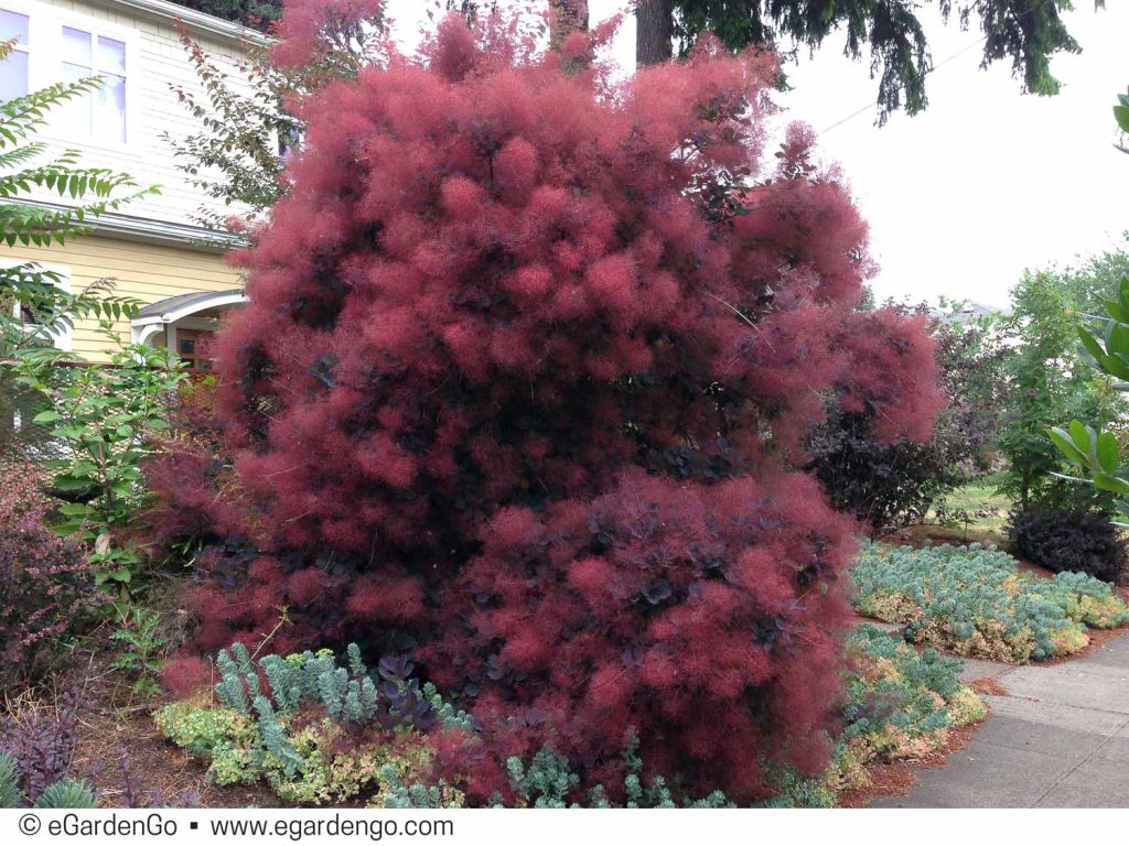 Cotinus Coggygria Royal Purple (Scumpie vișinie) de vânzare | Copacei ...
