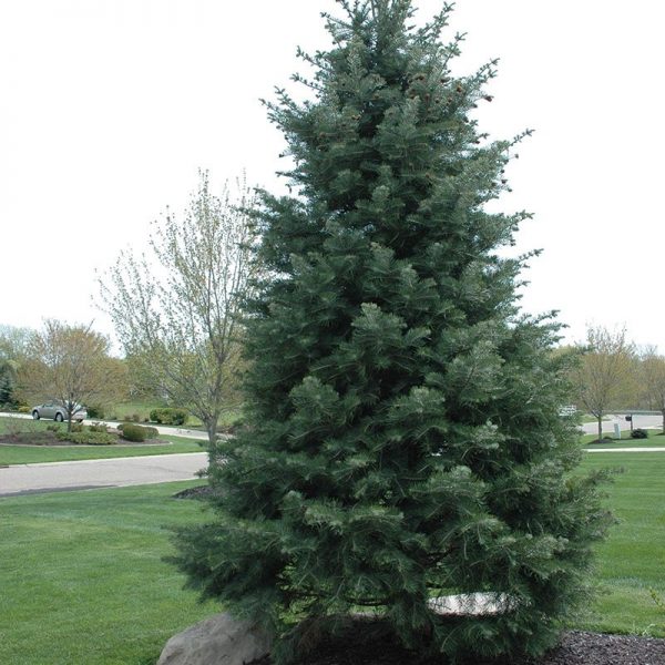 Brad corean (Abies koreana) de vânzare | Copacei.ro - Pepiniera Zalău