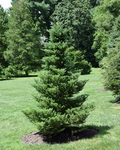 Brad corean (Abies koreana) de vânzare | Copacei.ro - Pepiniera Zalău