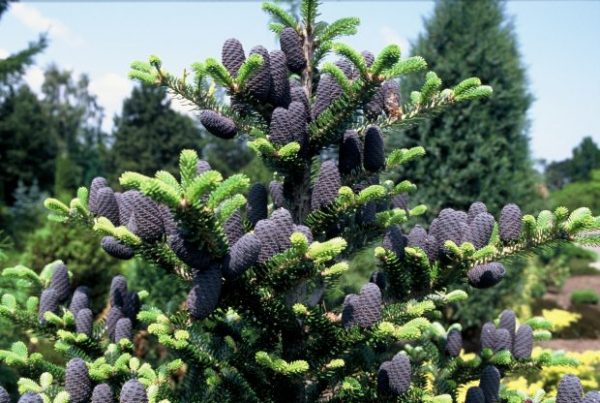 Brad corean (Abies koreana) de vânzare | Copacei.ro - Pepiniera Zalău