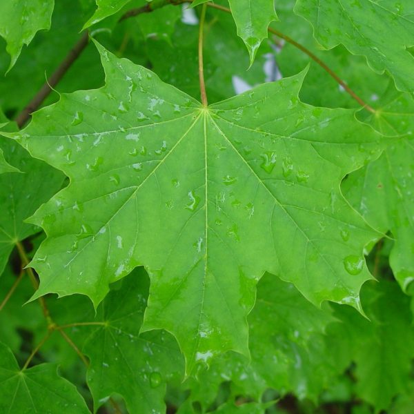 Copaci ornamentali și arbori de vânzare | Copacei.ro - Pepiniera Zalău