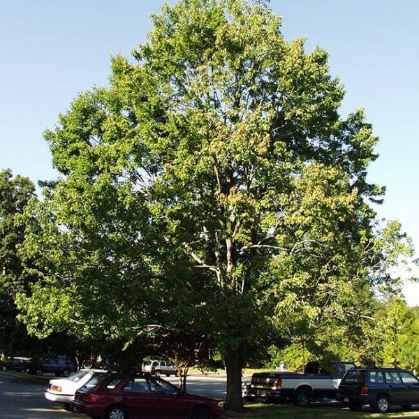 Copaci ornamentali și arbori de vânzare | Copacei.ro - Pepiniera Zalău