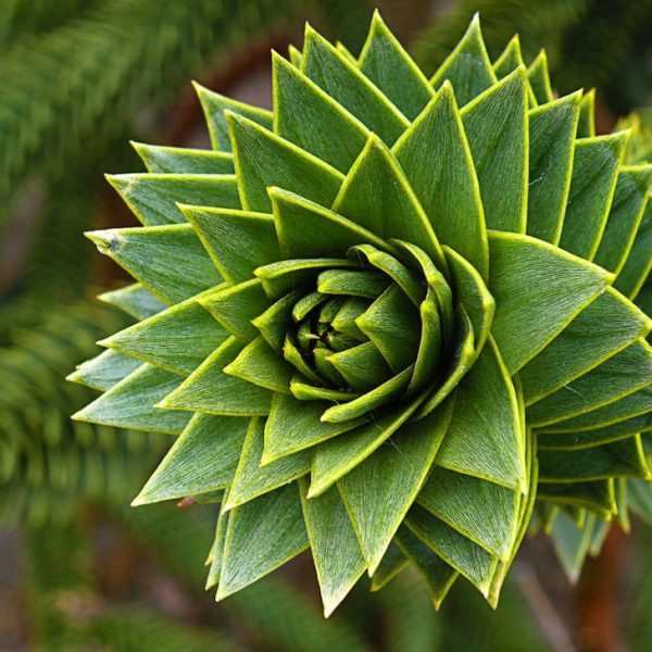 Conifere, brazi, tuia, molizi de vânzare | Copacei.ro - Pepiniera Zalău