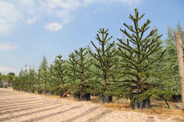 Araucaria araucana - pin chilian de vanzare | Copacei.ro - Pepiniera Zalău