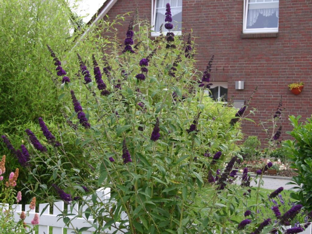 Buddleja davidii Black Knight (Liliac de vară) de vânzare | Copacei.ro ...
