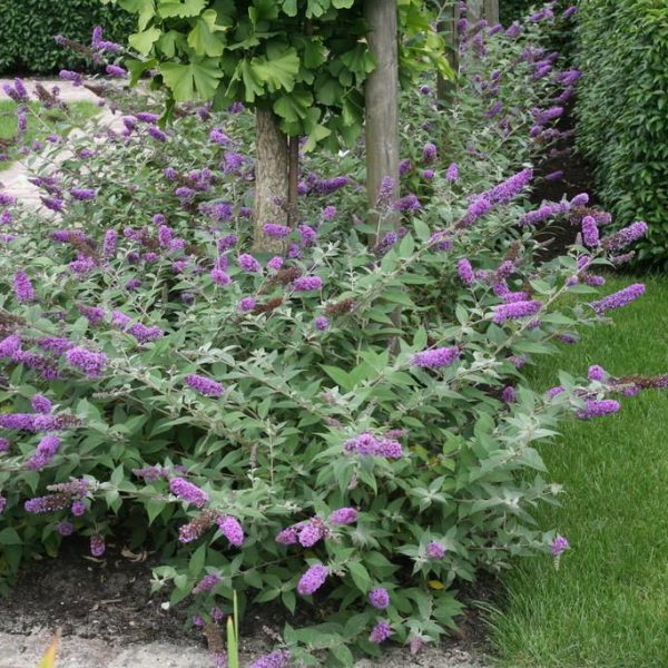 Buddleja davidii tricolor - Liliac de vară tricolor (alb/mov/roșu) de ...