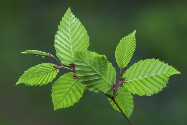 Carpen (Carpinus Betulus) de vânzare | Copacei.ro - Pepiniera Zalău