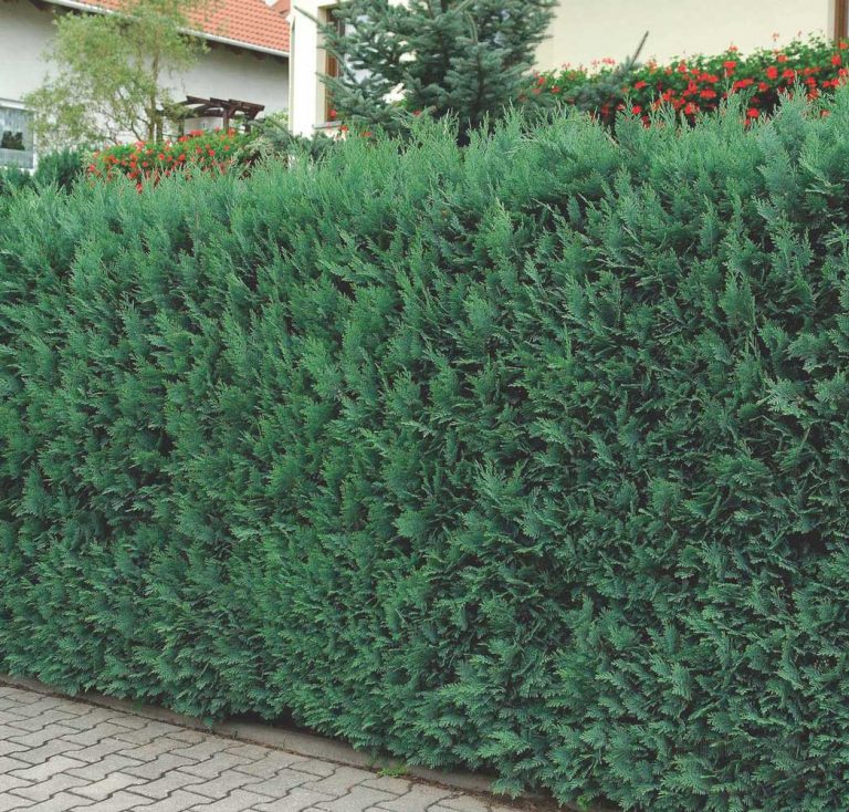 Chamaecyparis columnaris lawsoniana - chiparos albastru de vânzare ...