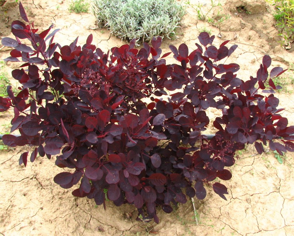 Cotinus Coggygria Lilla de vânzare | Copacei.ro - Pepiniera Zalău