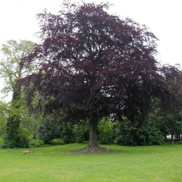 Fag roșu - Fagus Sylvatica Atropurpurea de vânzare | Copacei.ro ...
