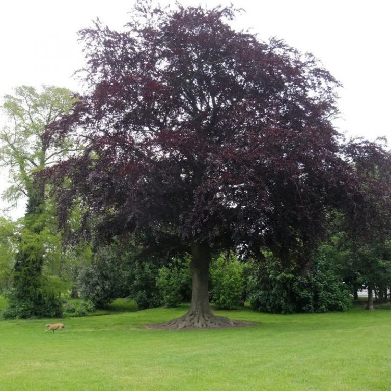 Fag roșu (Fagus Sylvatica Atropurpurea) de vânzare | Copacei.ro ...