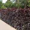 Fag roșu - Fagus Sylvatica Atropurpurea de vânzare | Copacei.ro ...