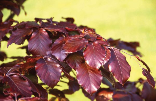 Fag roșu (Fagus Sylvatica Atropurpurea) de vânzare | Copacei.ro ...