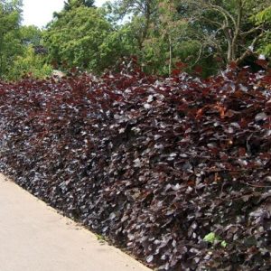 Fag roșu - Fagus Sylvatica Atropurpurea de vânzare | Copacei.ro ...