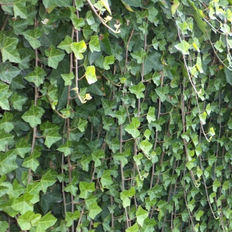Hedera helix - Iederă veșnic verde | Copacei.ro - Pepiniera Zalău