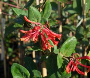 Caprifoi roșu (Lonicera Fuchsioides) de vânzare | Copacei.ro ...