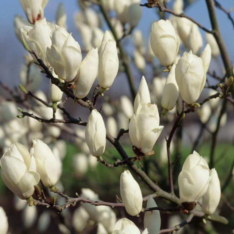 Magnolia Heaven Scent de vânzare | Copacei.ro - Pepiniera Zalău