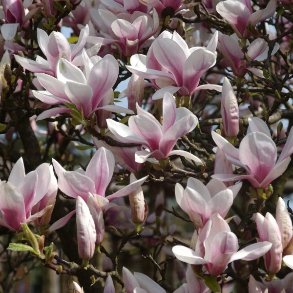 Magnolia grandiflora - Magnolia veșnic verde de vânzare | Copacei.ro ...