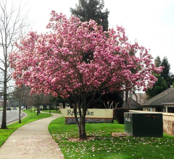 Magnolia soulangeana (Magnolie roz) de vânzare | Copacei.ro - Pepiniera ...