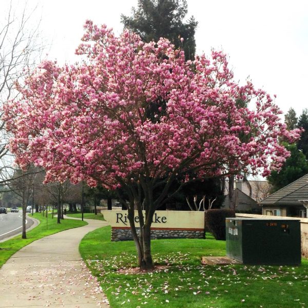 Magnolia grandiflora - Magnolia veșnic verde de vânzare | Copacei.ro ...