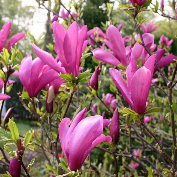 Magnolia grandiflora - Magnolia veșnic verde de vânzare | Copacei.ro ...