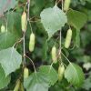 Mesteacăn pletos cu scoarța albă - Betula pendula de vânzare | Copacei ...