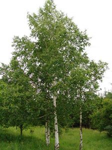 Betula pendula - Mesteacăn cu scoarța albă de vânzare | Copacei.ro ...