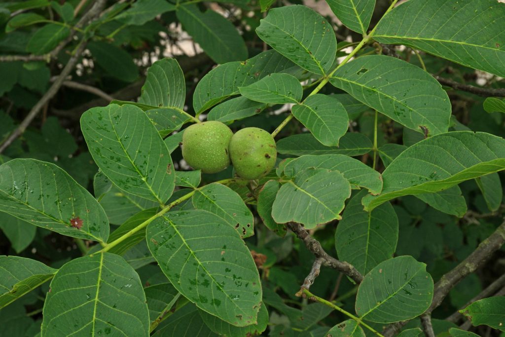 Nuc (Juglans regia) de vânzare | Copacei.ro - Pepiniera Zalău