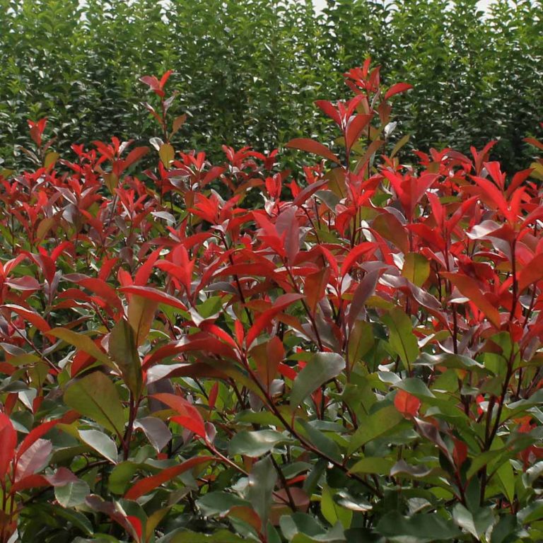 Photinia fraseri Red Robin de vânzare | Copacei.ro - Pepiniera Zalău