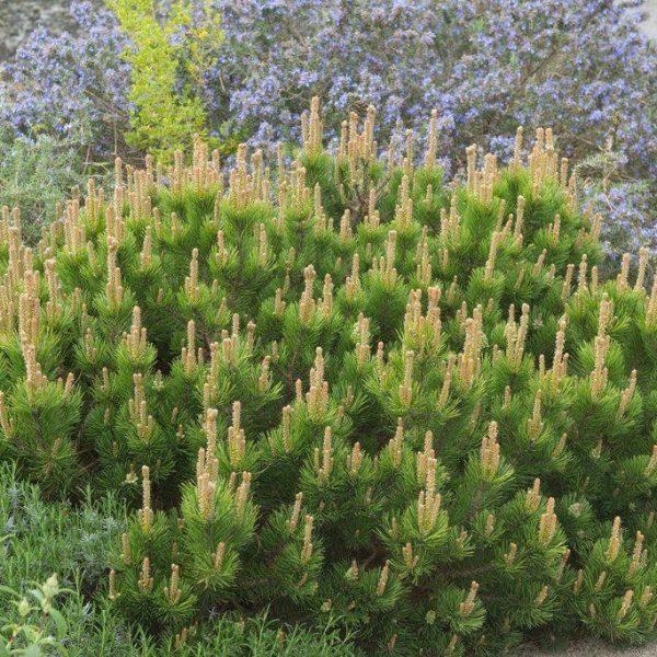 Pin pitic - Pinus mugo pumilio de vânzare | Copacei.ro - Pepiniera Zalău