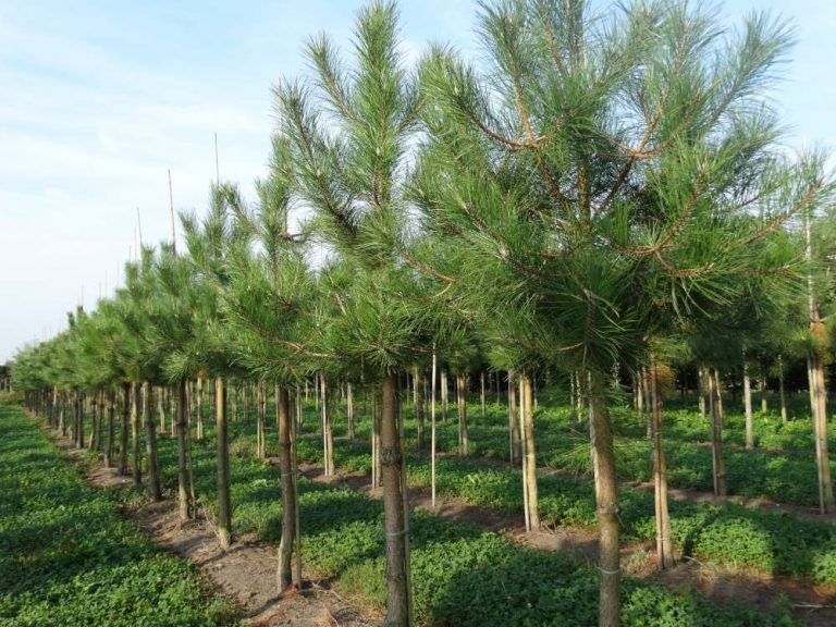 Pin negru (Pinus nigra nigra) de vânzare | Copacei.ro - Pepiniera Zalău