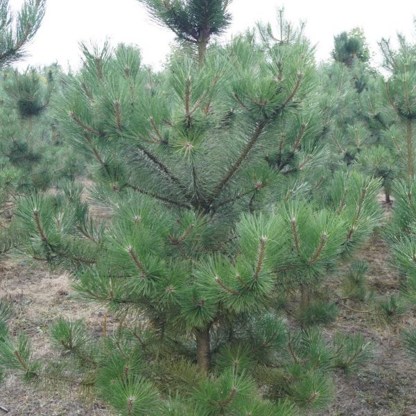 Pin pitic - Pinus mugo pumilio de vânzare | Copacei.ro - Pepiniera Zalău