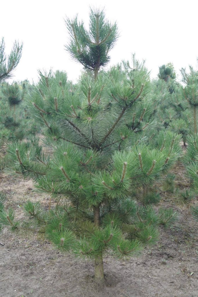 Pin negru (Pinus nigra nigra) de vânzare | Copacei.ro - Pepiniera Zalău