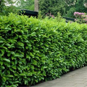 Copacei.ro - Pepiniera Zalău | Pepinieră - Plante de grădină