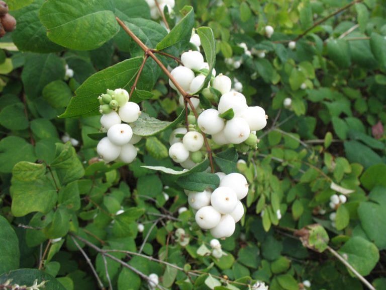 Symphoricarpos Albus - Arbust cu bobițe albe de vânzare | Copacei.ro ...