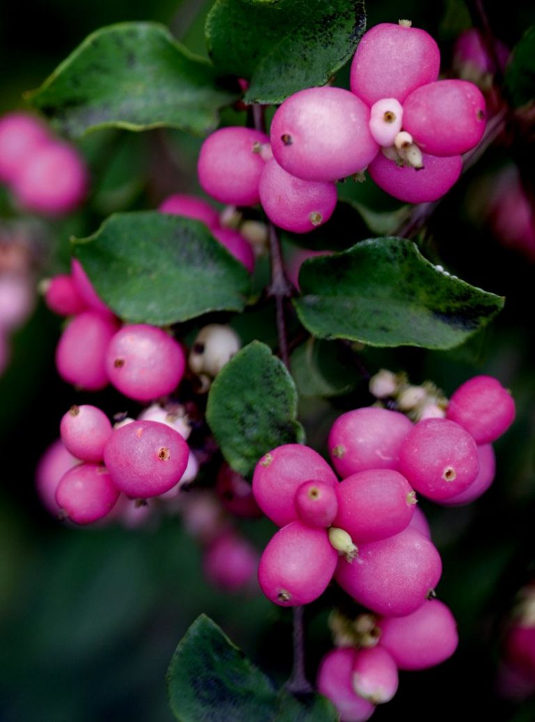 Symphoricarpos Amethyst - Arbust cu bobițe roz de vânzare | Copacei.ro ...