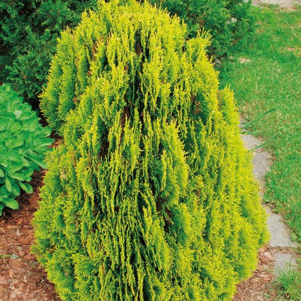 Tuia columnară/piramidală - Thuja Pyramidalis Compacta de vânzare ...
