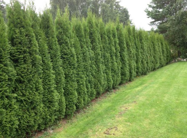 Tuia columnară (Thuja columnaris) - columna de vânzare | Copacei.ro ...