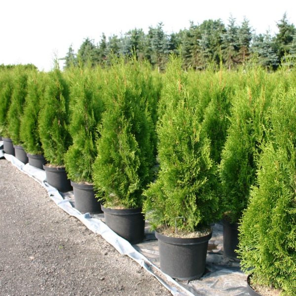 Tuia columnară/piramidală - Thuja Pyramidalis Compacta de vânzare ...