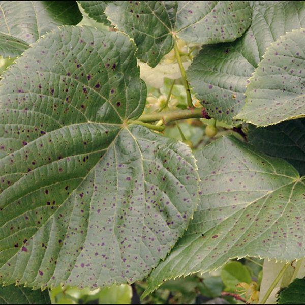 Tei argintiu - Tilia tomentosa de vânzare | Copacei.ro - Pepiniera Zalău