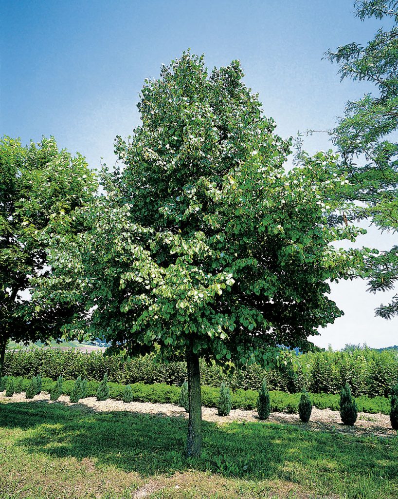 Tei cu frunză mare - Tilia platyphillos de vânzare | Copacei.ro ...