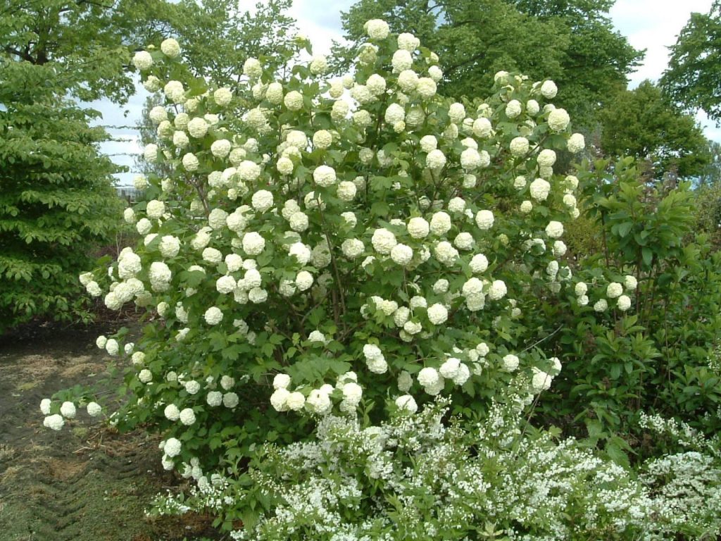 Viburnum Roseum (Călin, bulgăraș de zăpadă) de vânzare | Copacei.ro ...