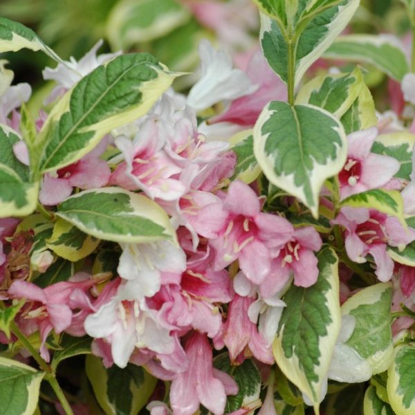 Weigela Snowflake de vânzare | Copacei.ro - Pepiniera Zalău