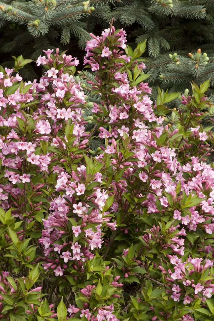 Weigela Pink Poppet de vânzare | Copacei.ro - Pepiniera Zalău