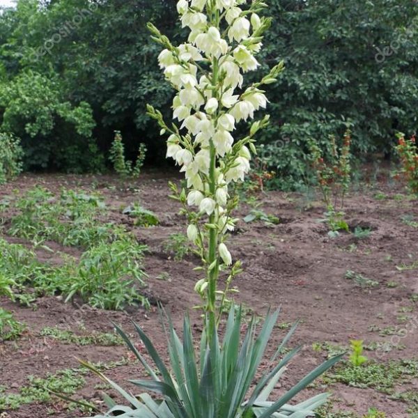 Yucca filamentosa Ivory Tower de vânzare | Copacei.ro - Pepiniera Zalău