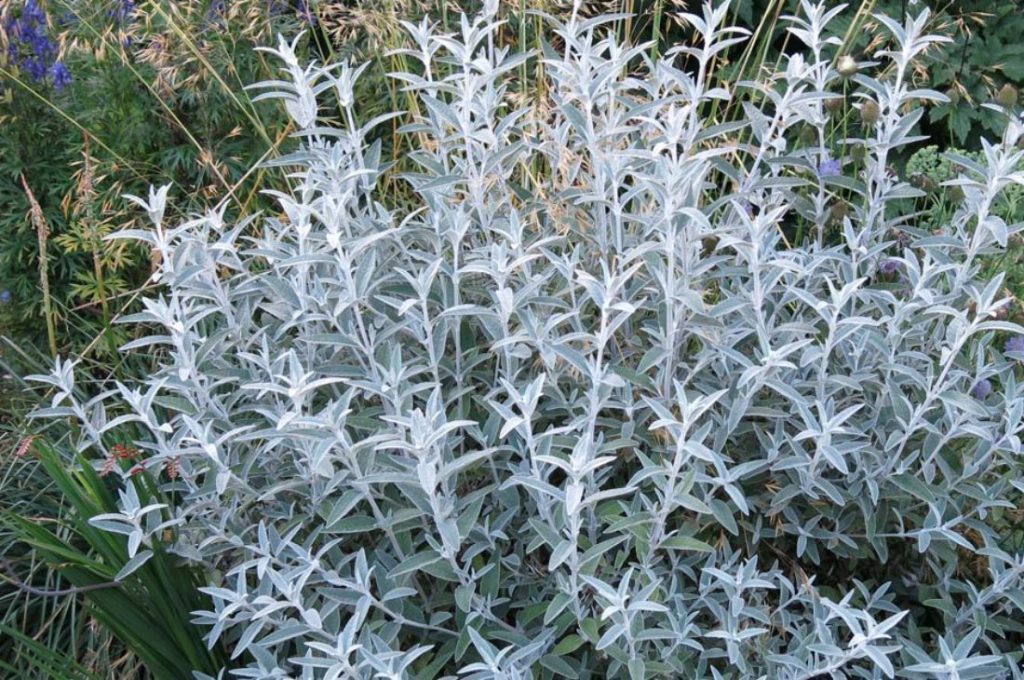 Buddleja davidii Silver Anniversary (Liliac de vară argintiu) de ...