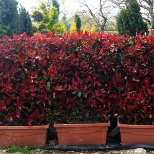 Copacei.ro - Pepiniera Zalău | Pepinieră - Plante de grădină